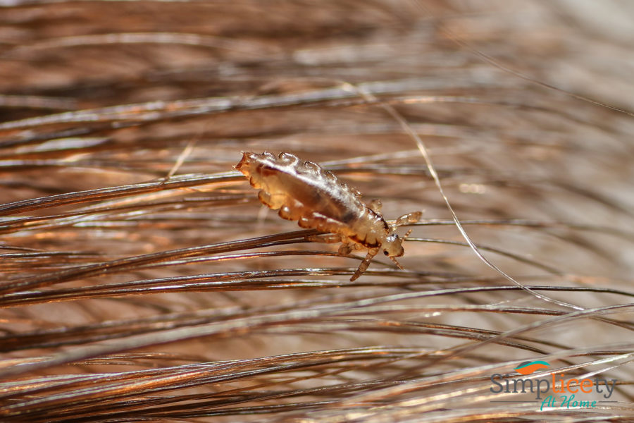 Circle of Lice - Home Lice Treatment Kit & Removal by Simplicety at Home